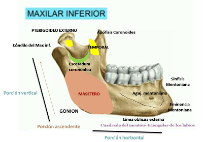 Anatomia Humana: Maxilar Inferior