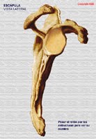 Anatomia Humana
