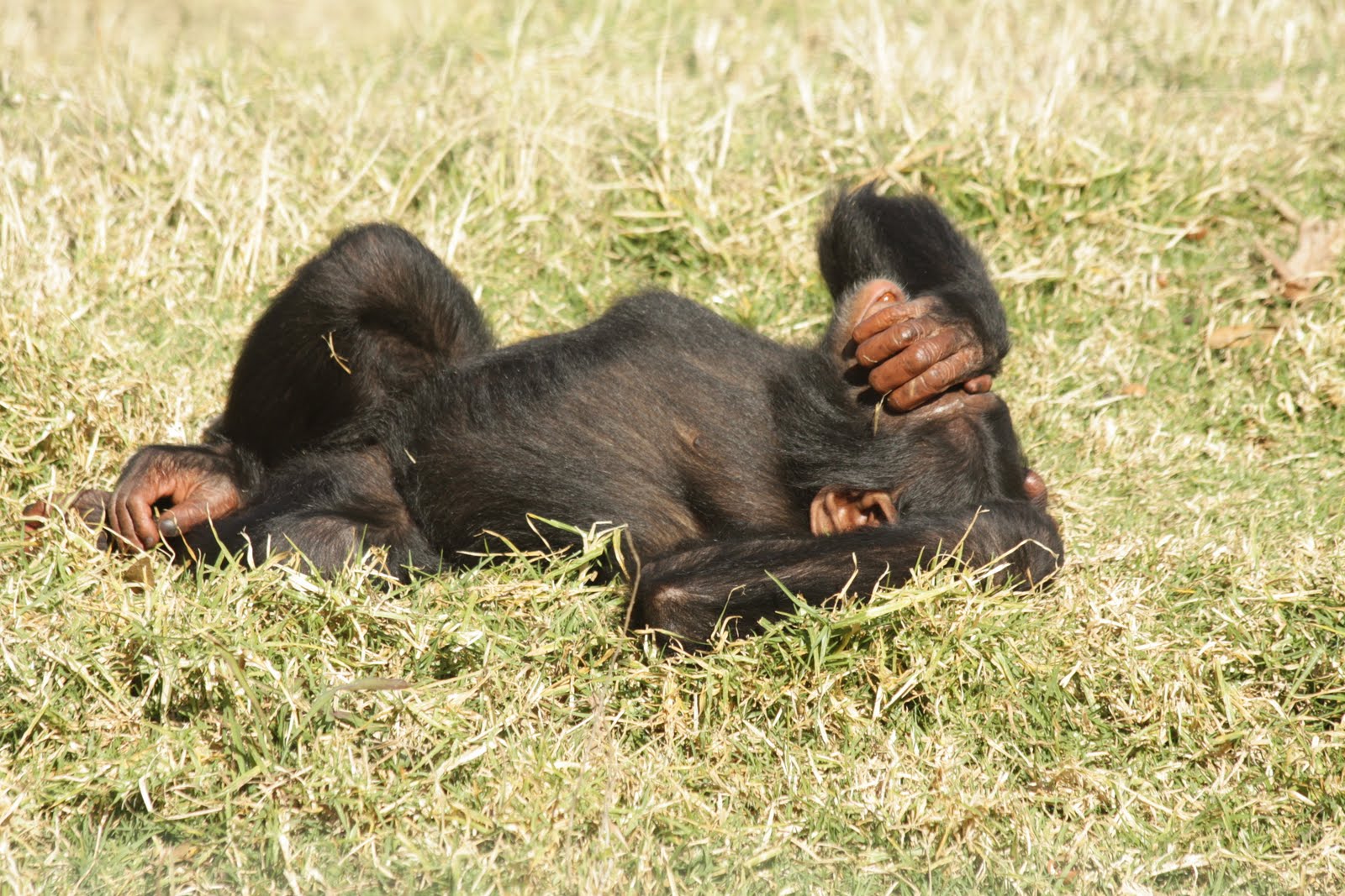 Globe Trekking with KB2: Pictures from Chimpanzee Eden - South Africa