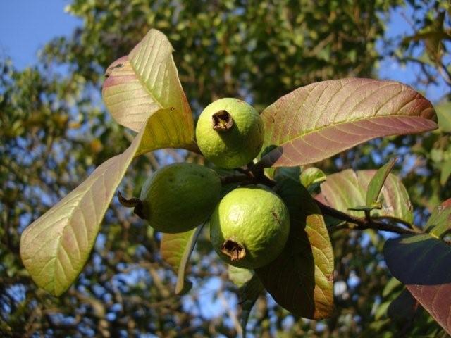 Areia que Canta: Gostosuras do nosso pomar!