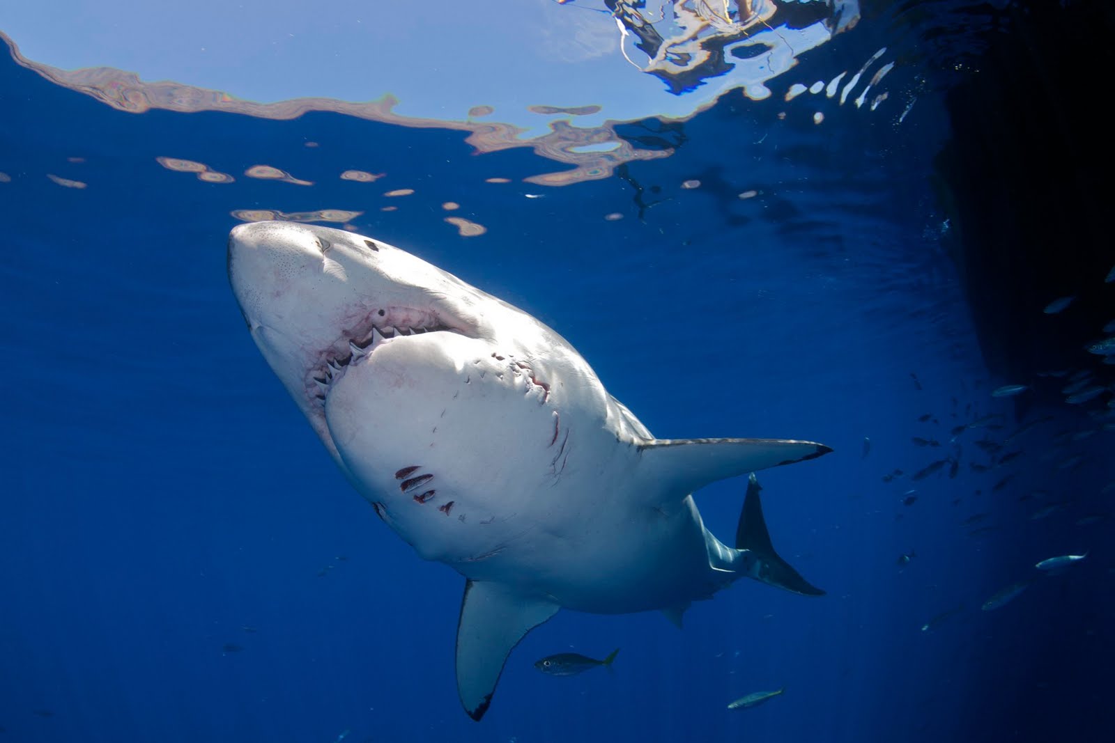 The Shark Diving International Team Blog: Isla Guadalupe Shark Season ...