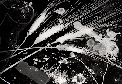 Journey Into Photography: Photogram Project #1
