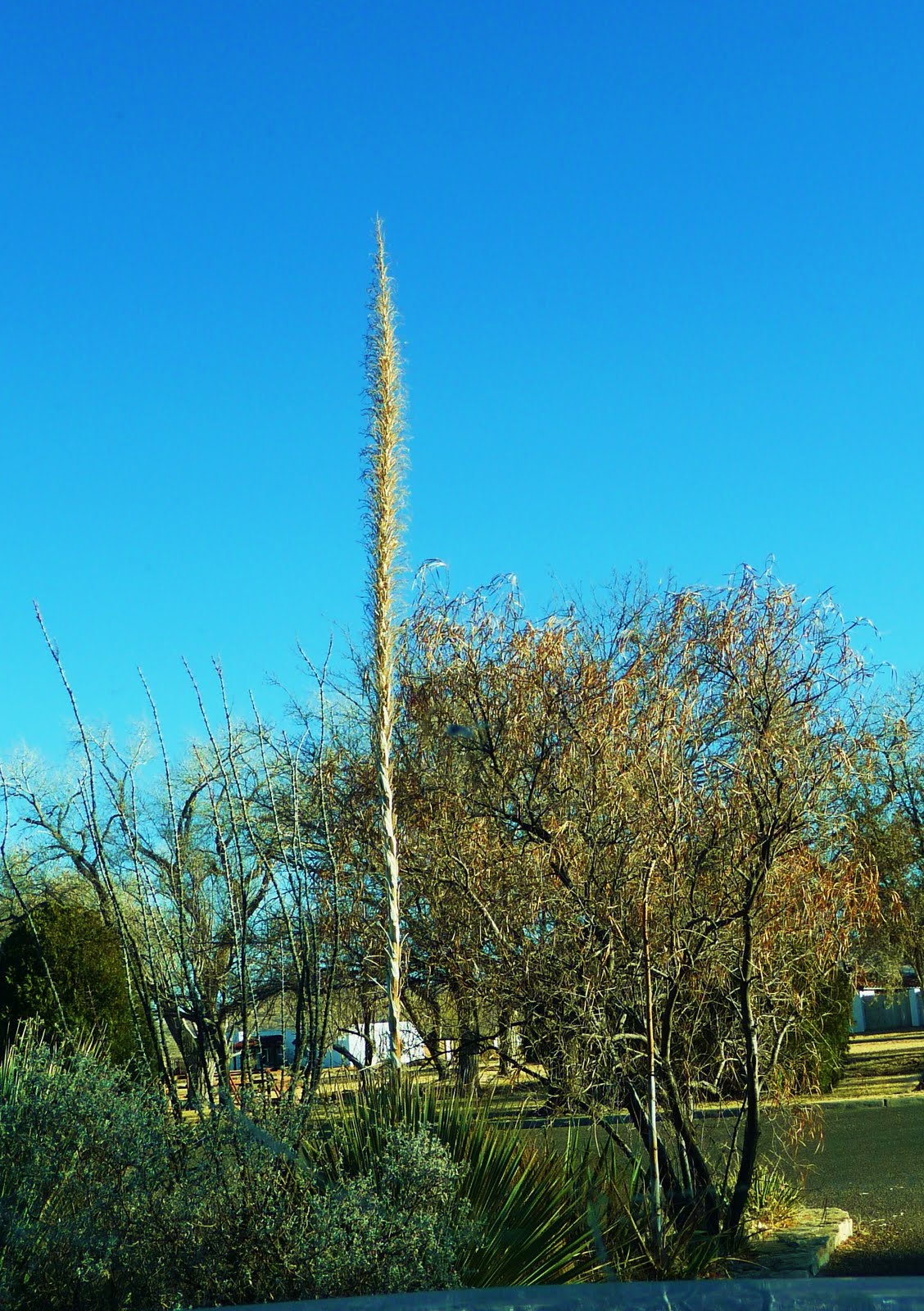 Beyond Jelm Mountain: Balmorhea State Park in Balmorhea, Texas