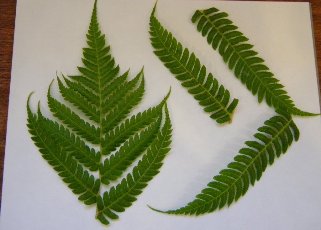 homework: Inkling: pressed leaves