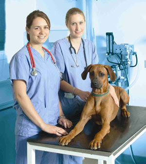 pet therapy e bambini: Non solo animali: il gruppo di lavoro della Pet ...