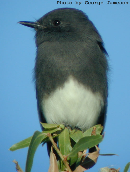 Rural Chatter: Birds, Nature and Environment: Another Black Phoebe...