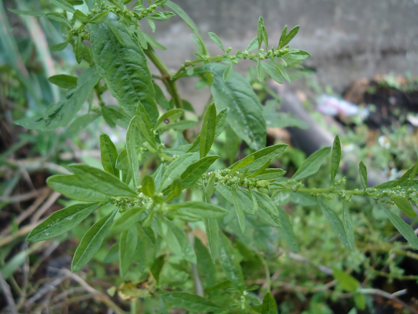Las plantas medicinales: LAS PLANTAS MEDICINALES DE MI REGION