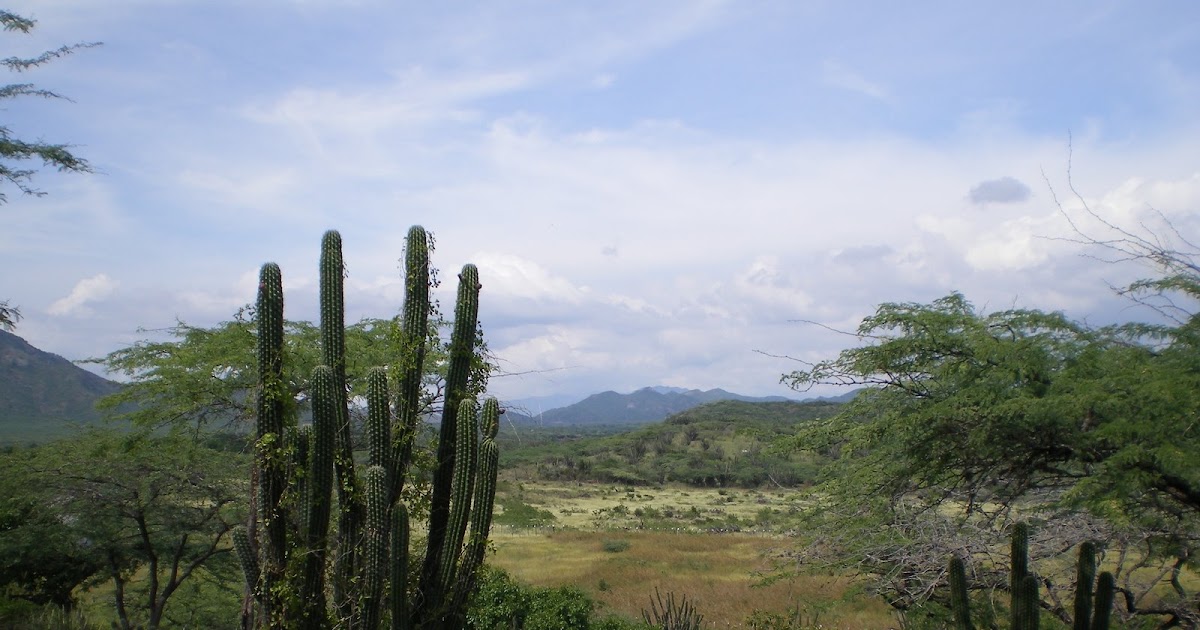 la flora en Rep.Dominicana: paisaje de bosque seco" parque nacional ...