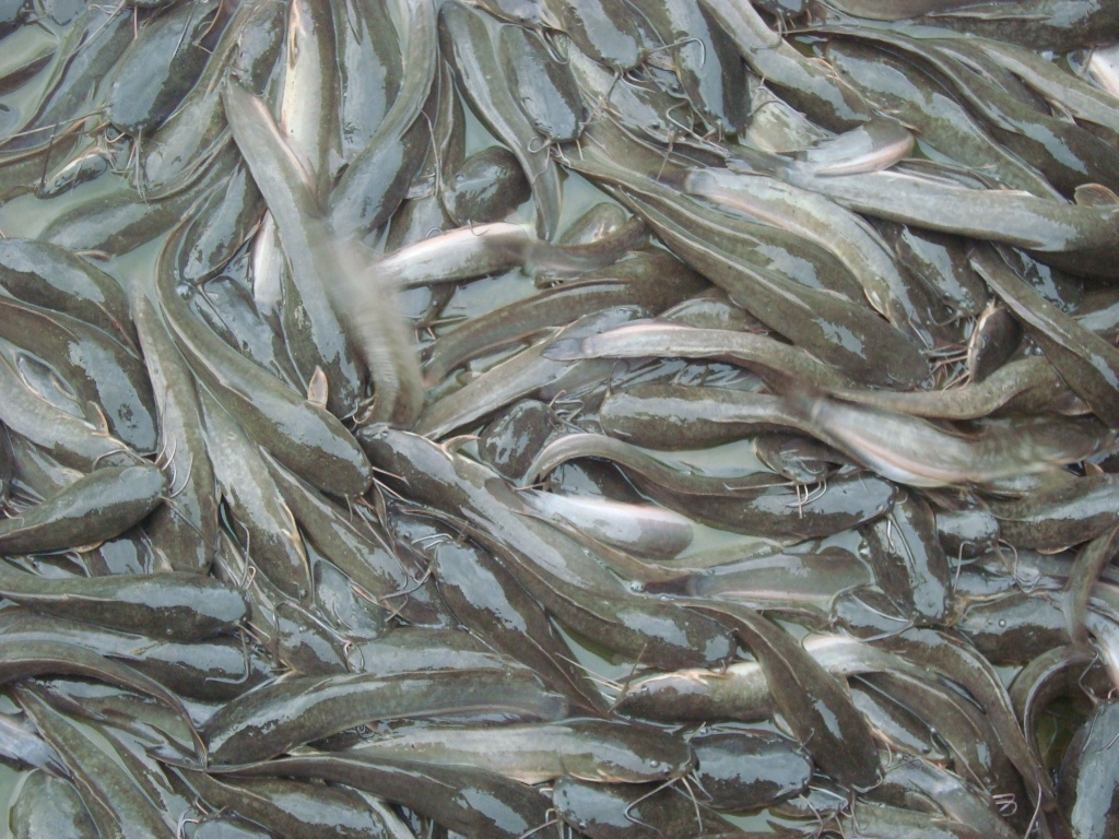 Sukses Budi Daya Ternak Ikan Lele (1) | Tarung Jago