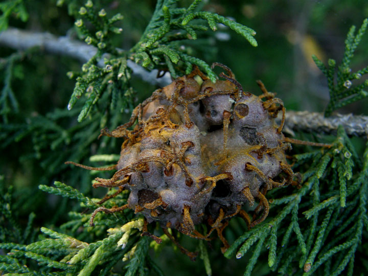 Anybody Seen My Focus?: Cedar-Apple Rust (Gymnosporangium juniperi ...