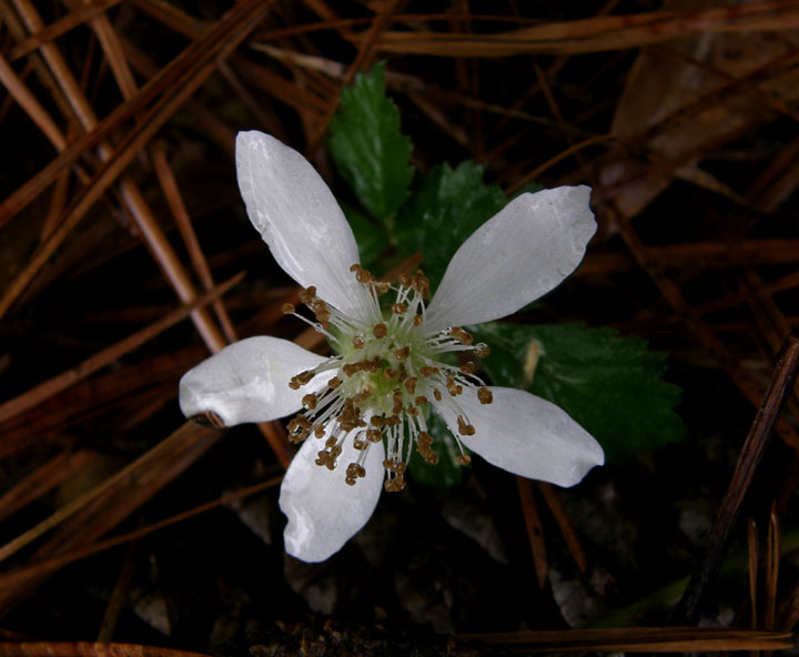Anybody Seen My Focus?: Sawtooth Blackberry (Rubus argutus)