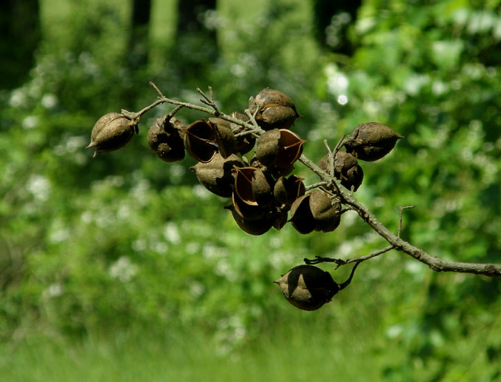 Anybody Seen My Focus?: Princess Tree (Paulownia tomentosa)