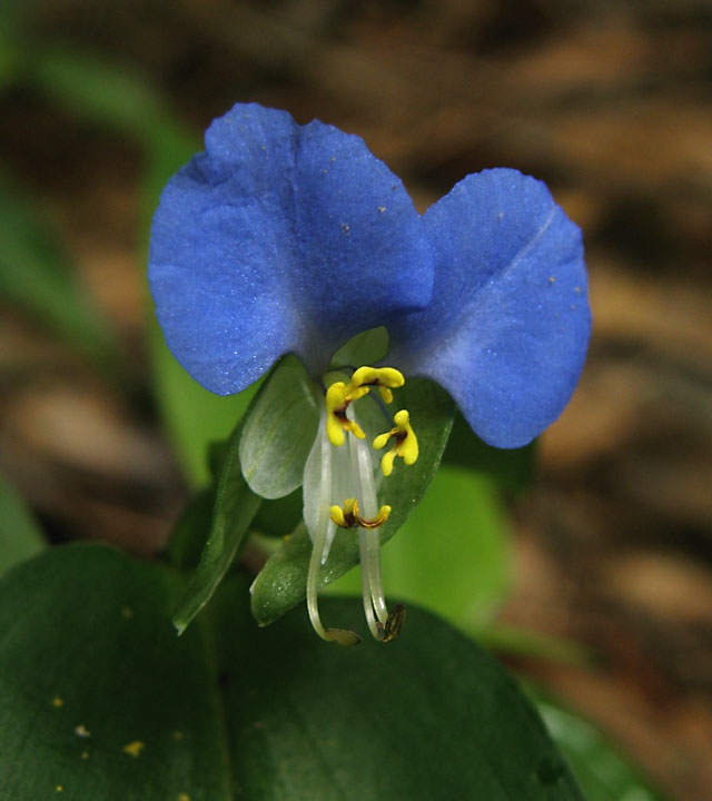 Anybody Seen My Focus?: Dayflowers: Common Dayflower (Commelina ...