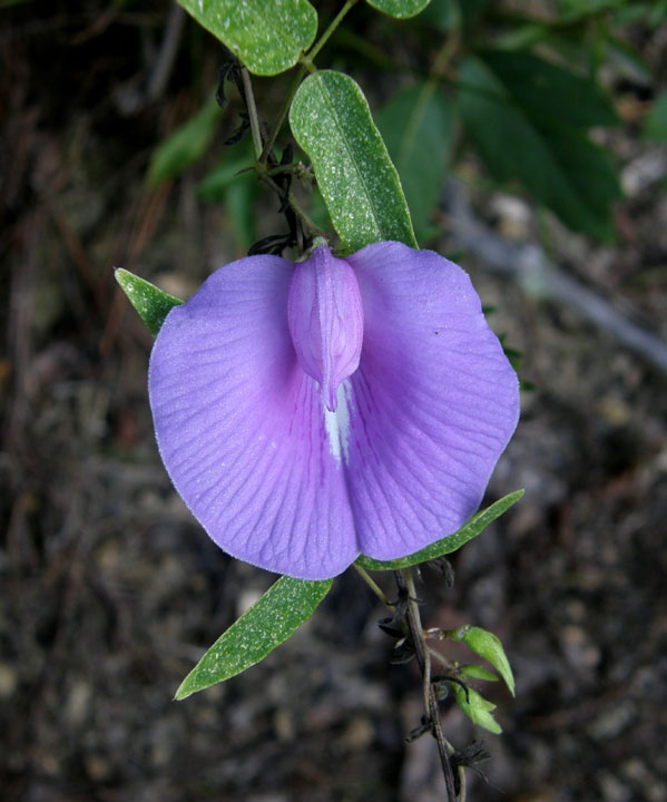 Anybody Seen My Focus?: Spurred Butterfly Pea (Centrosema virginianum)