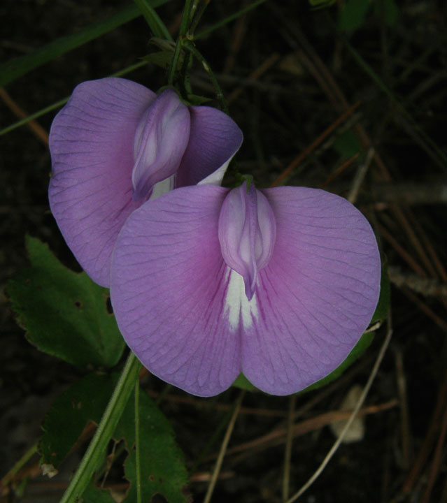 Anybody Seen My Focus?: Spurred Butterfly Pea (Centrosema virginianum)