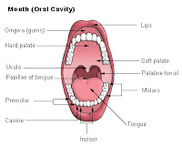 gerson: La boca y sus partes