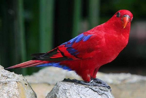 mundo das aves: Loris Borneo