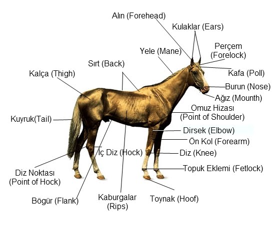 At'a Senfoni: Atın Anatomisi
