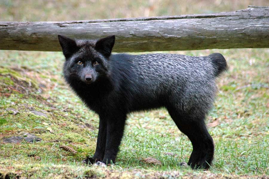 Animals Without Tails