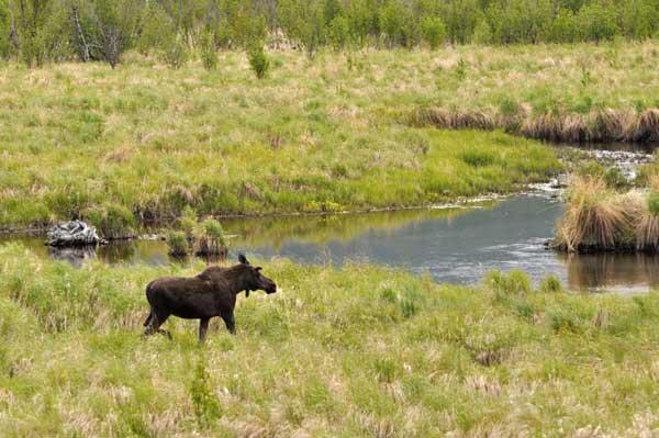 Orca Watcher: Urban Wildlife in Anchorage