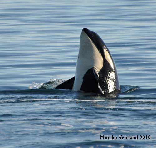Orca Watcher: An Epic Whale of a Day