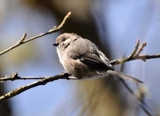 Orca Watcher: Mixed Flock of Birds