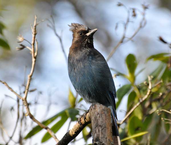 black cardinal in south carolina
