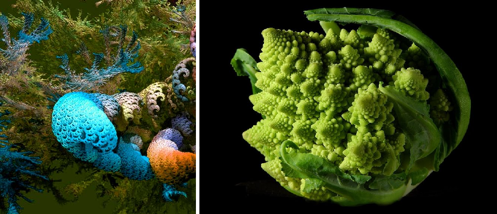 Life in Wireframe: Fractals