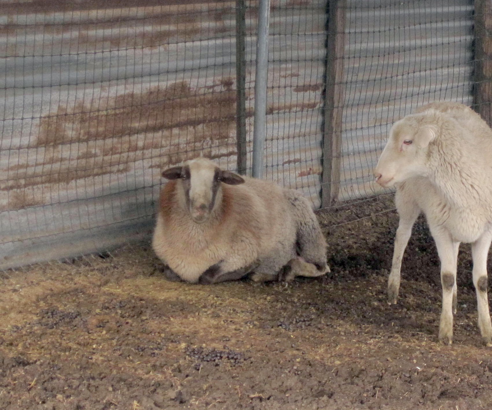 Three BCs and .....: It's lambing time :0)