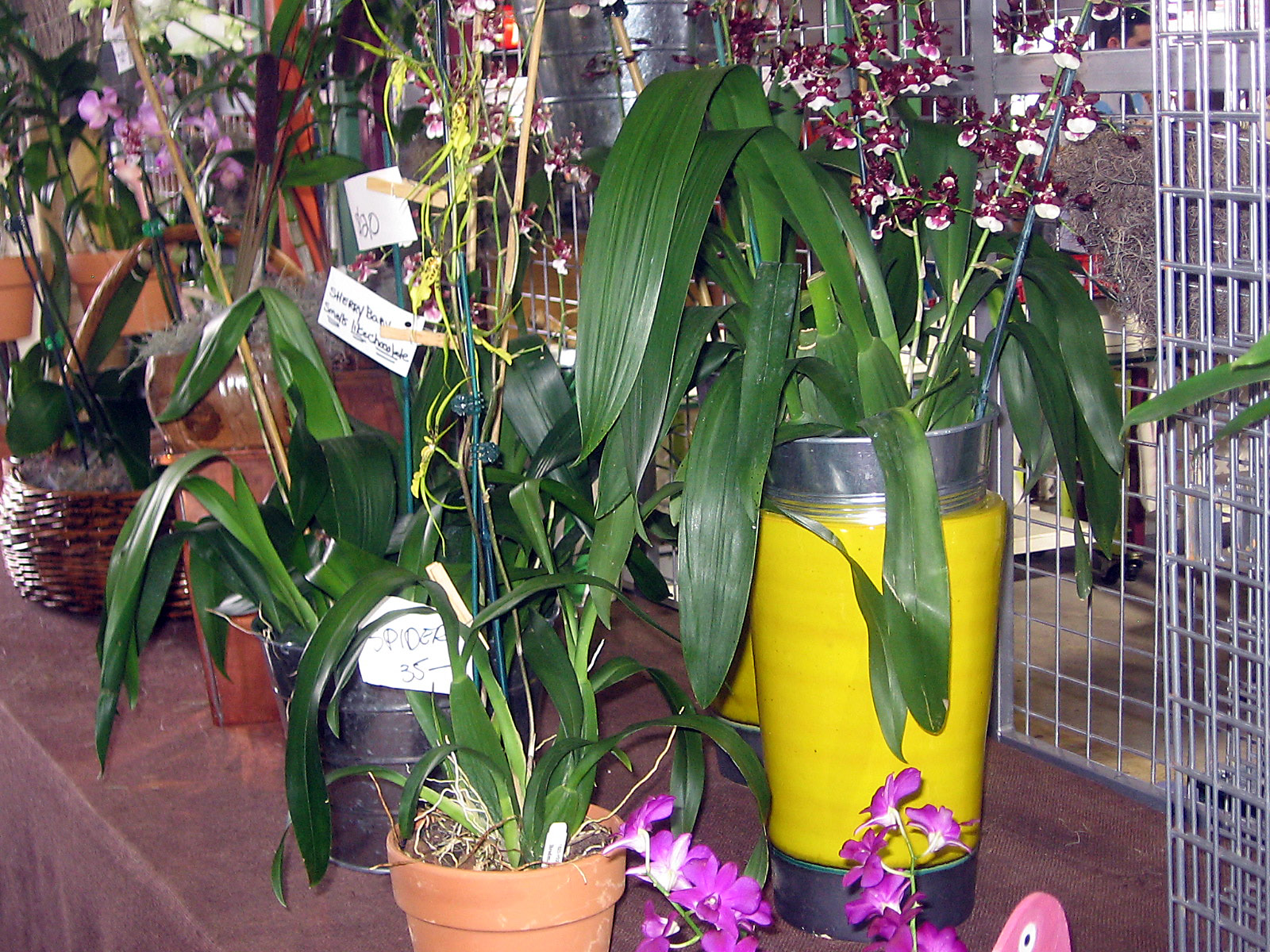 Sojourns to YGFM: Flamingo Orchids - Pete and Suzy Cowan