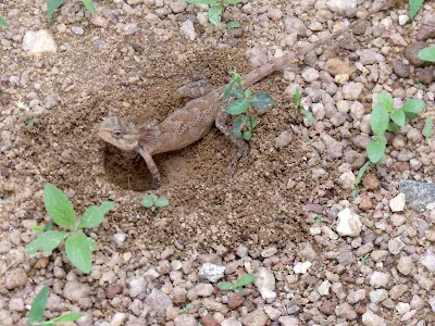 philipveerasingam: A garden Lizard preparing a nest for its eggs ...