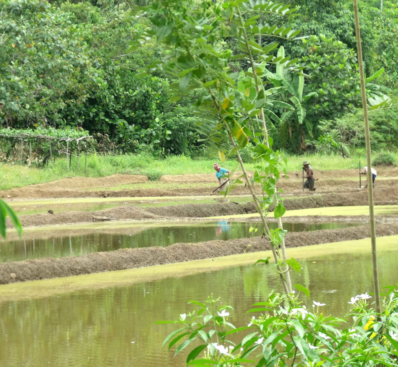 philipveerasingam: Work on a paddy field, Thummodara, Sri Lanka.