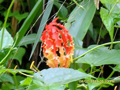 philipveerasingam: Gloriosa superba: 'Niyangala' - Sinhalese: 'Kandal ...