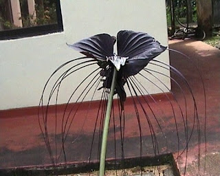 philipveerasingam: 'Yaka mala' - A black flower, Home garden ...