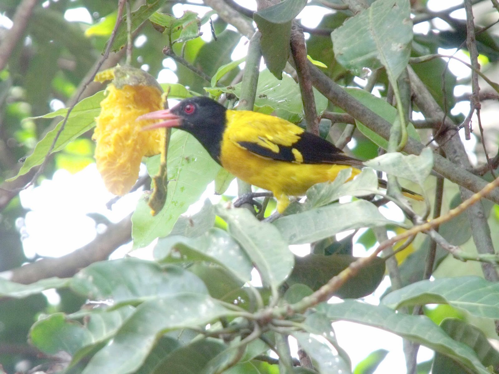 philipveerasingam: Avissawella