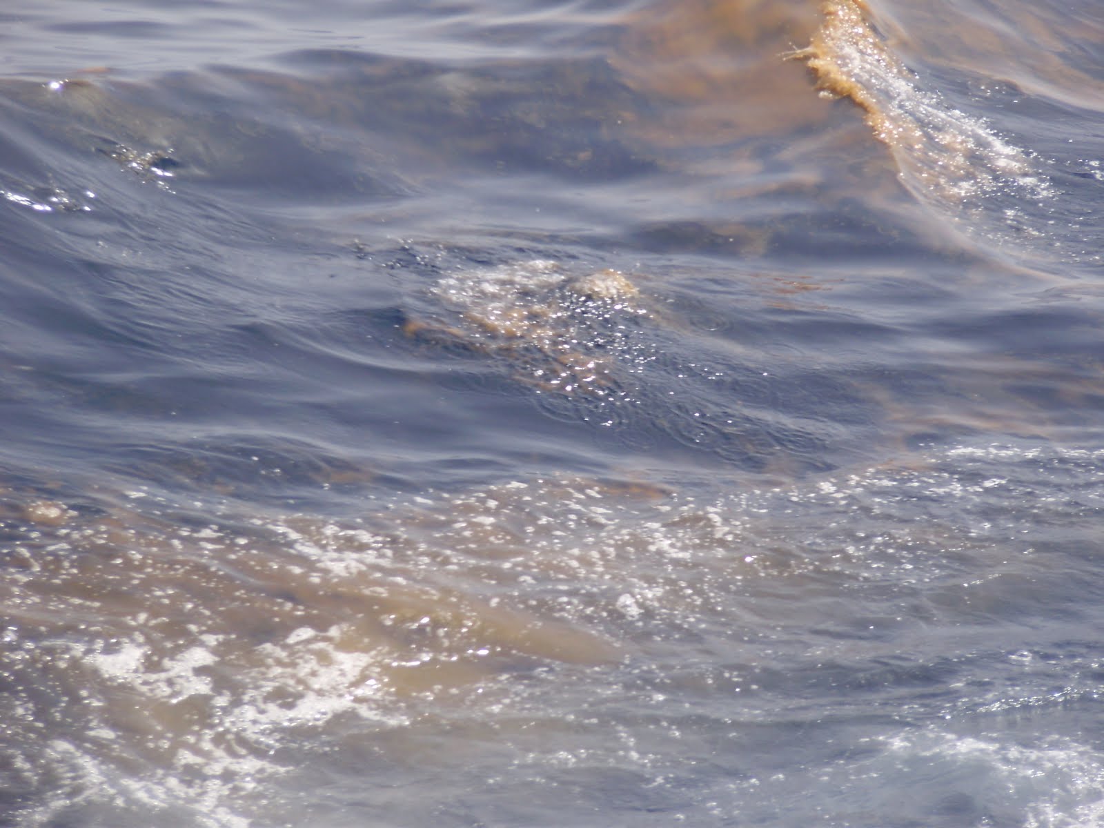NITROALBORAN (BLOG DE CIENCIAS MARINAS): De nuevo "manchas rojas" en el mar