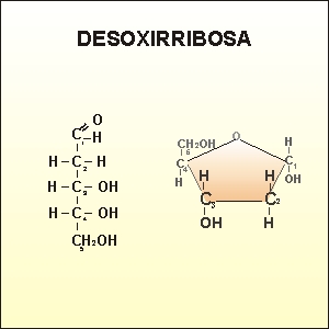 Biologíabc1: Sergio: Monosacárido (Desoxirribosa)