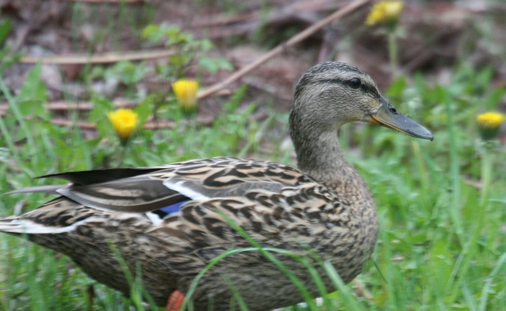 Urmase ajaveeb: Sini-must-valge part rohus (foto)