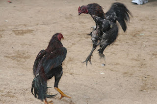 Akoho mpiady: L'histoire