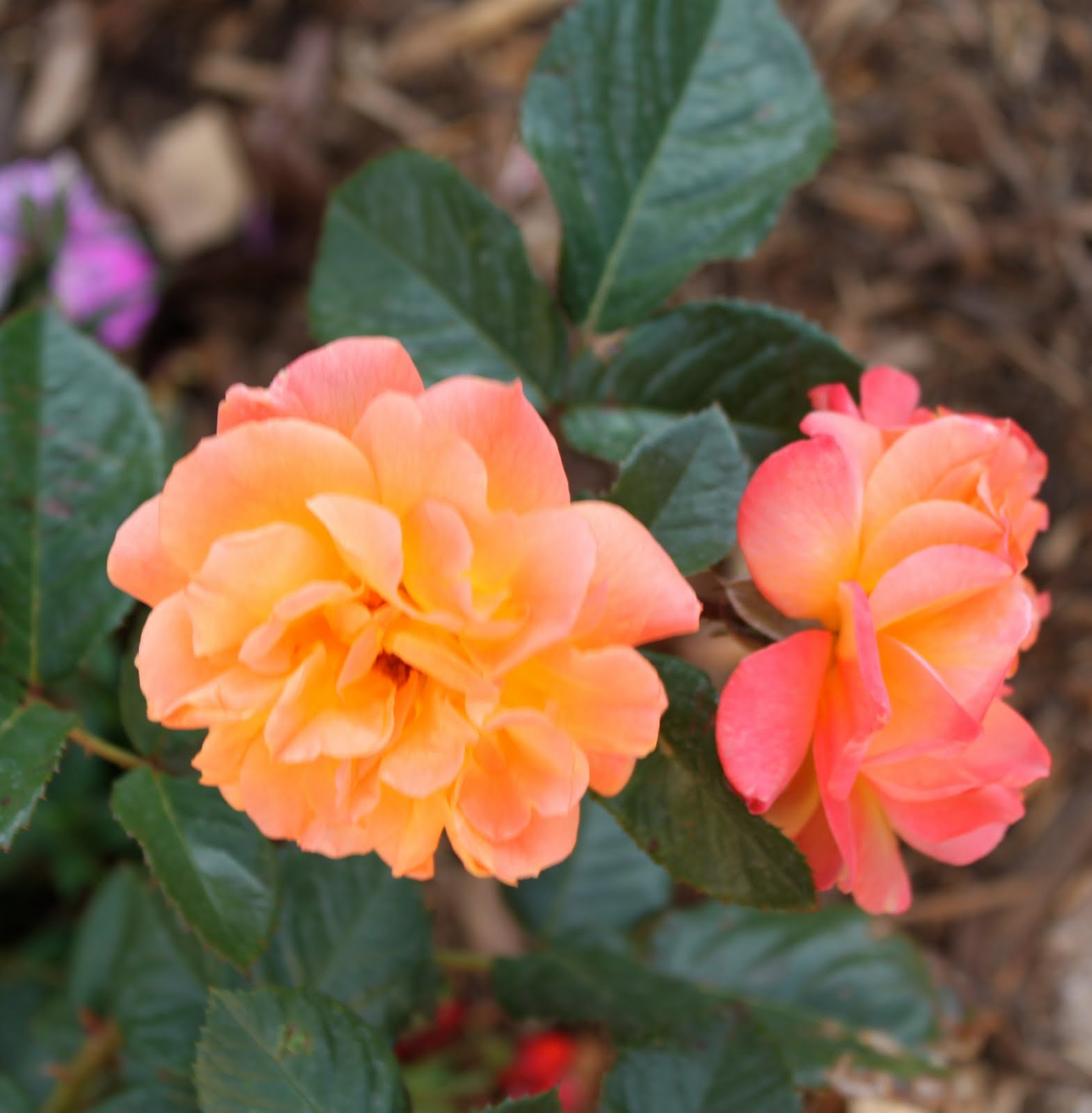 Byzigenous Buddhapalian: 2010-05-16