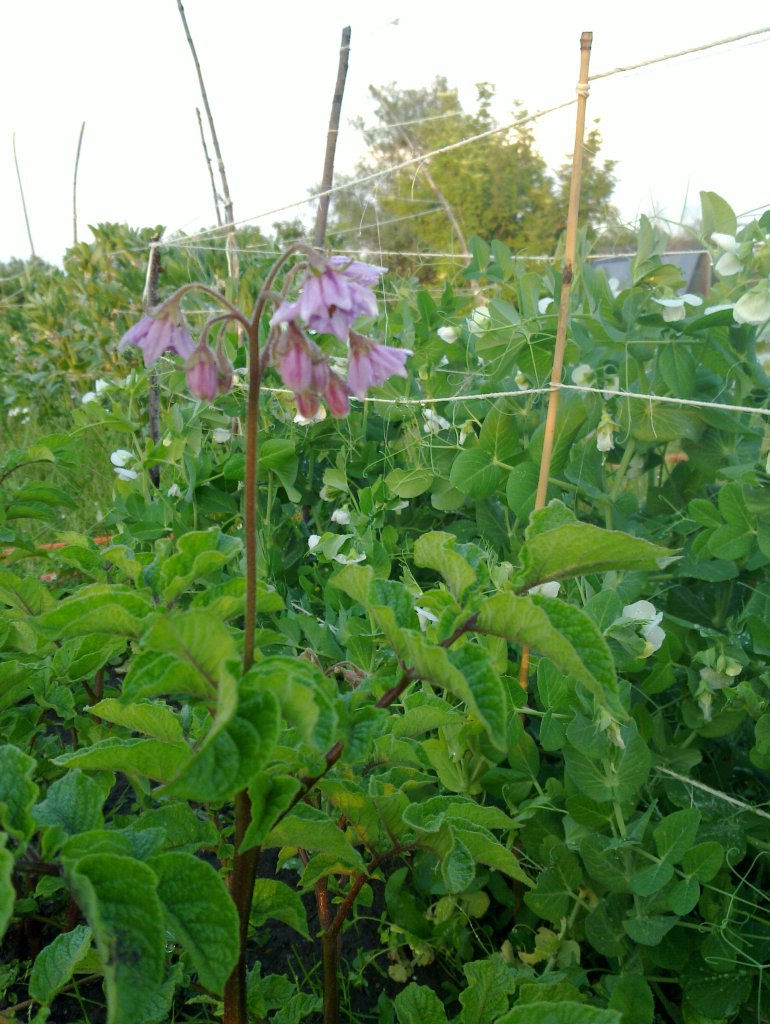 ZON 1: juni 2010