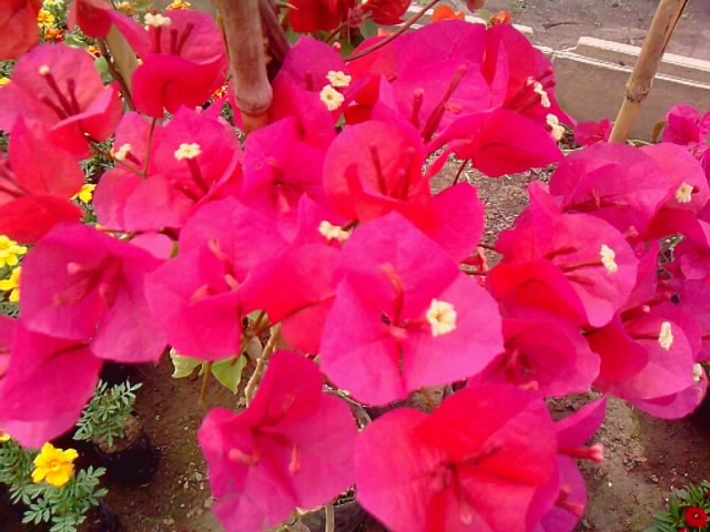 Un Mundo de flores: Santa Rita