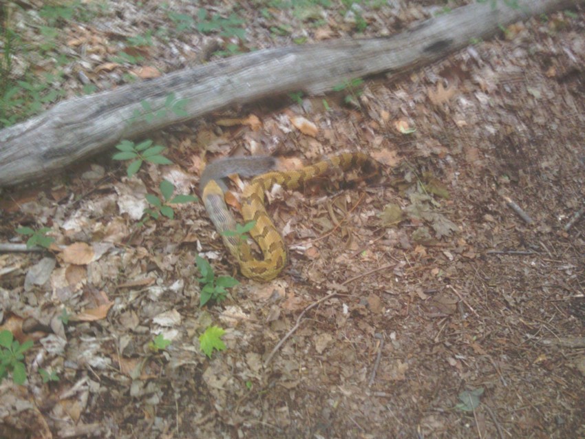 Harriman Hiker: Harriman State Park and Beyond: Rattlesnake Eating Squirrel