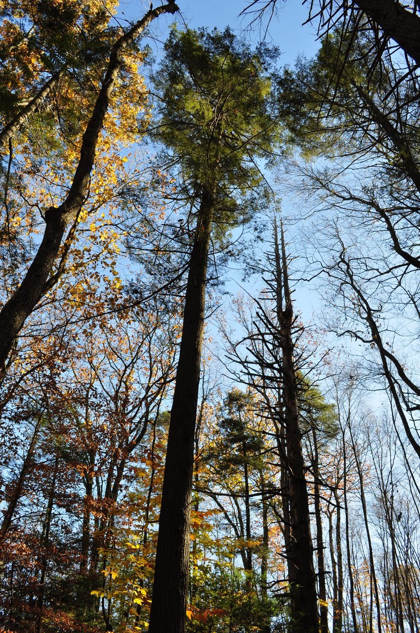 Harriman Hiker: Harriman State Park and Beyond: Mianus River Gorge Preserve