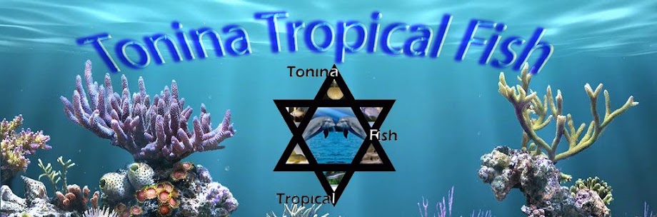 Tonina Tropical Fish