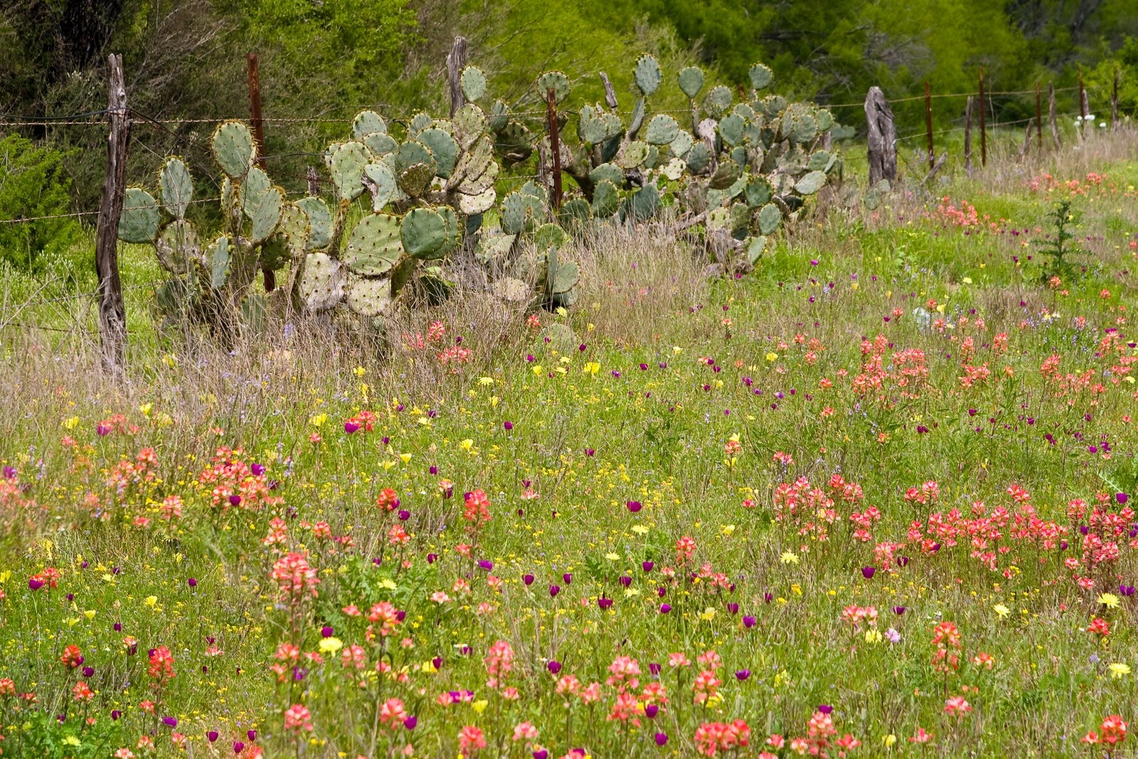 Texas Hill Country Beauty