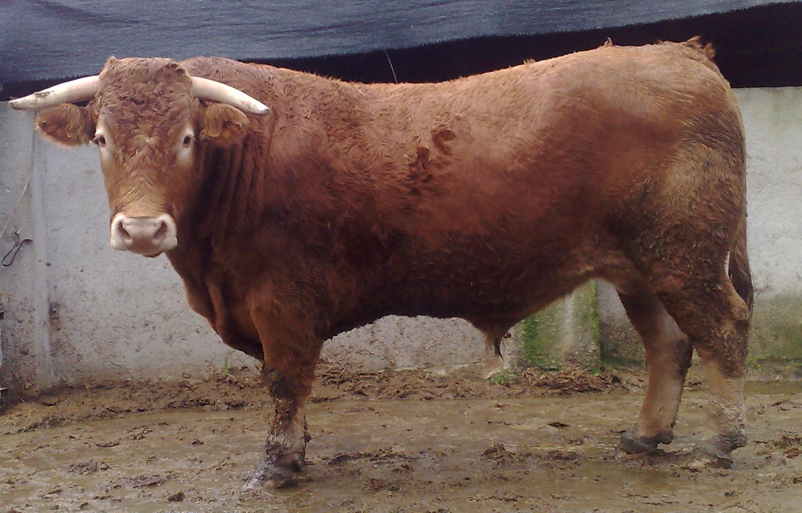 BUEY DE GALICIA: BUEYES EN FINCA BALBOA