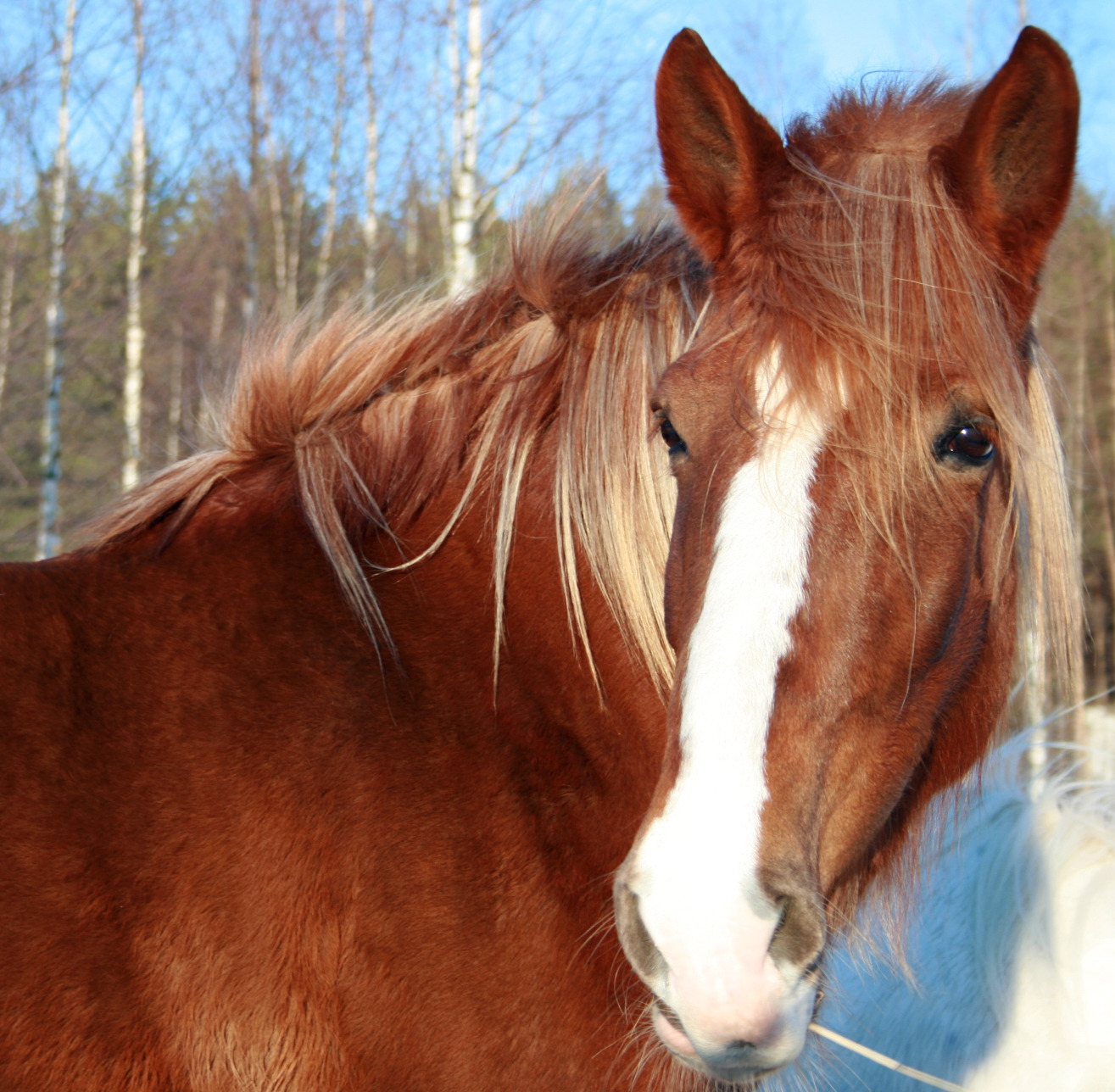 1000+ images about Finn horse on Pinterest | Horse breeds, Horses in ...