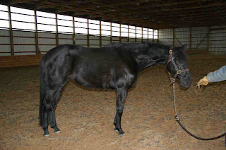 FSCC Horse Judging: Hunter In Hand
