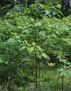 The Geek's Paradise: Sassafras Tea. Mmmmmmmm.....